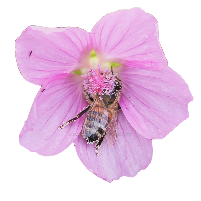 "Bee Silk" Rich Restorative Crème – SweetNes Honey Apiaries & Beetique